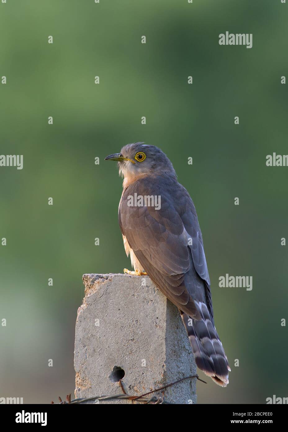Indian cuckoo hi-res stock photography and images - Alamy