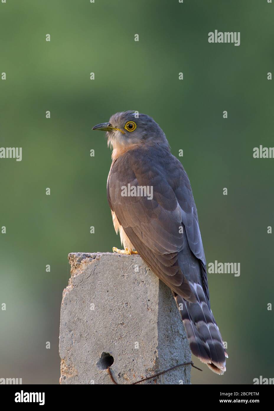 Indian cuckoo hi-res stock photography and images - Alamy
