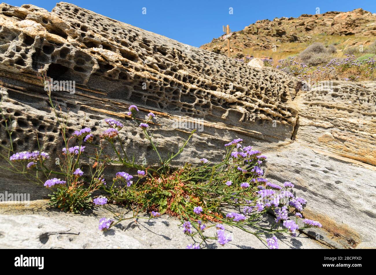 Spring vegetation on the rocky coast of Paros island. Cyclades, Greece ...
