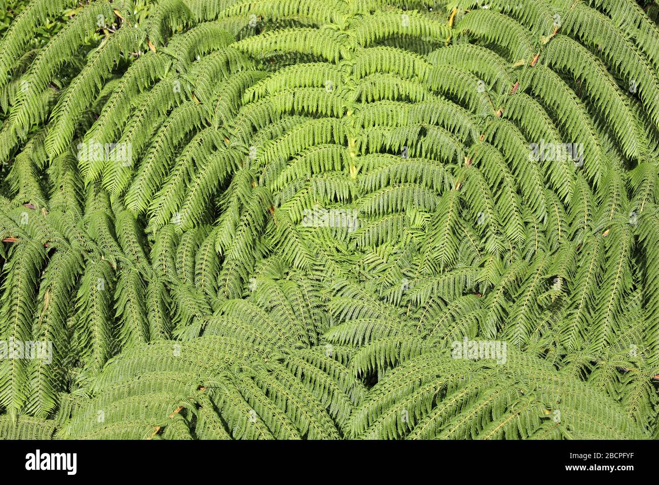 Tree fern. Aerial view of tree fern centre with interlocking fronds ...