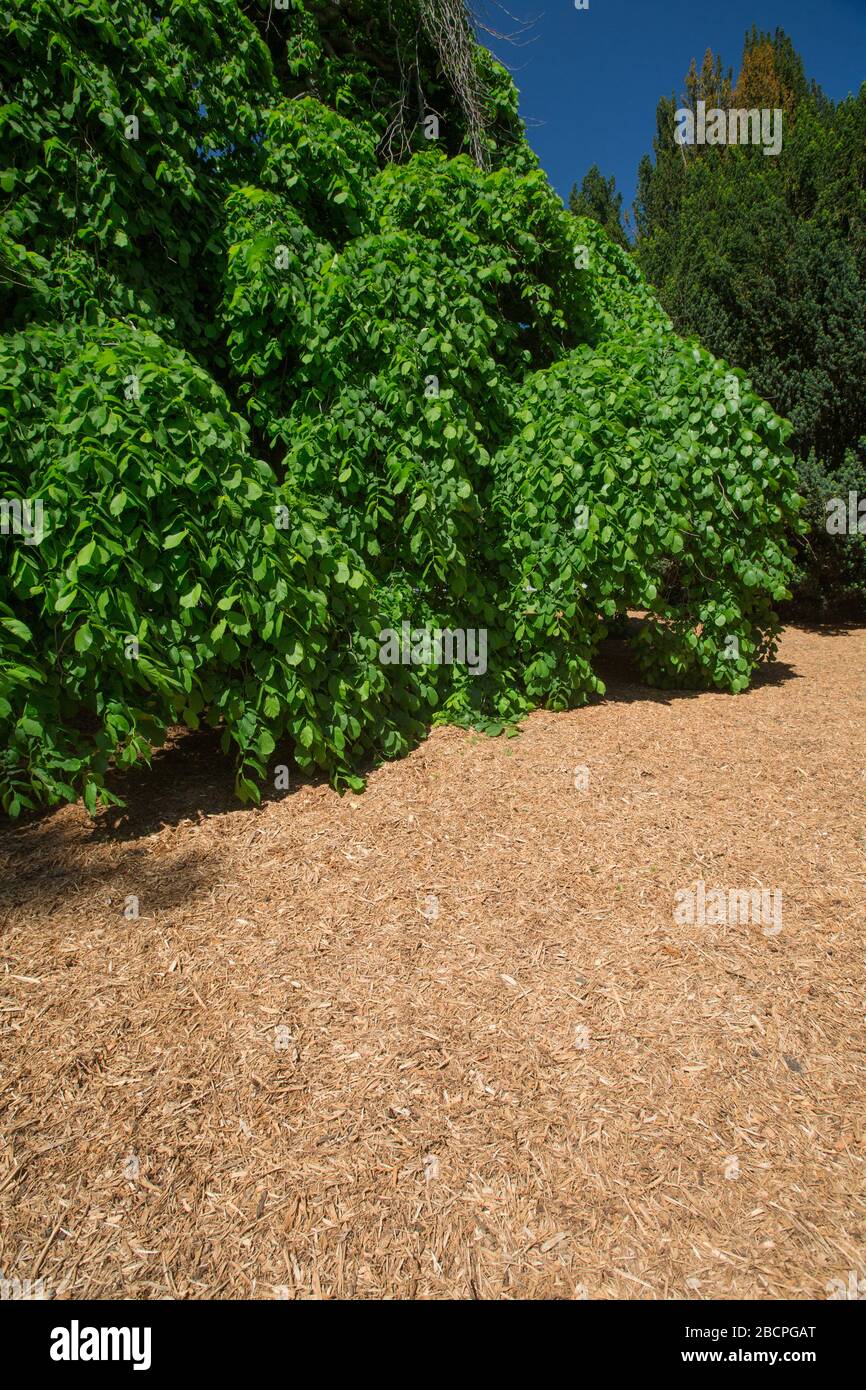 trees and lawn in portrait format Stock Photo - Alamy
