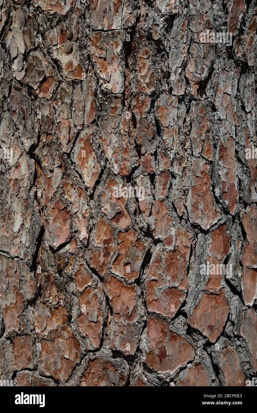 Rough tree bark close up on a tree in Christchurch Botanic Gardens ...