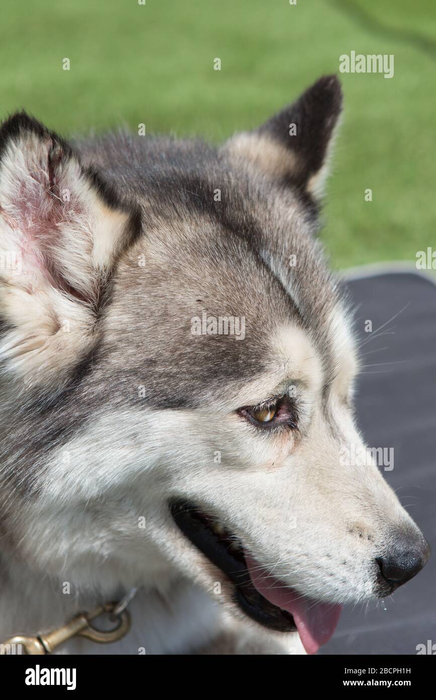 Husky island hi-res stock photography and images - Alamy