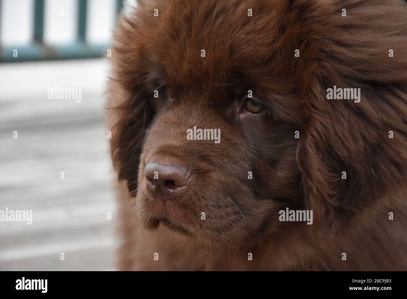 Dog newfoundland brown close up hi-res stock photography and images - Alamy