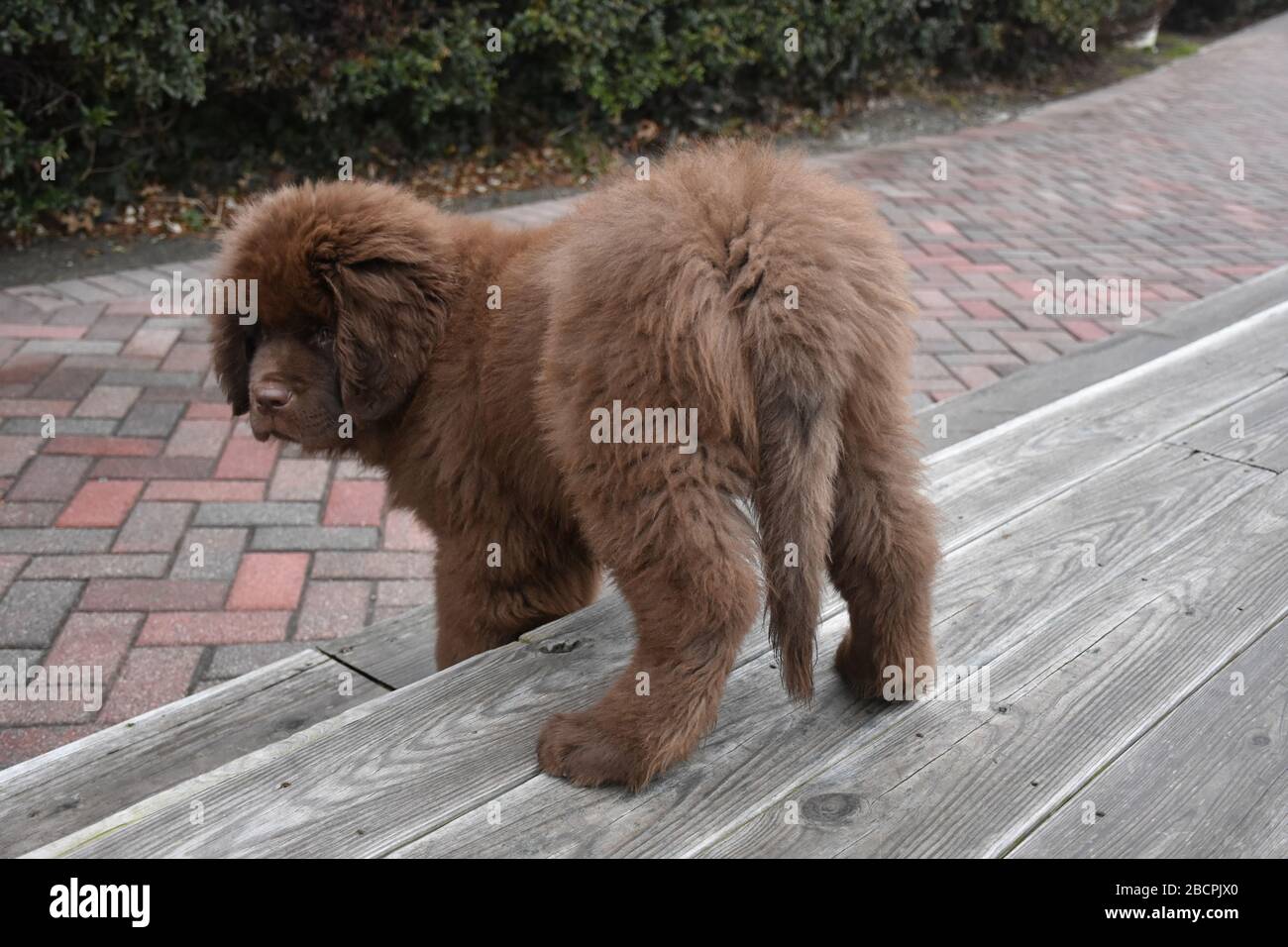Cute brown Newfie puppy dog half way down stairs Stock Photo - Alamy