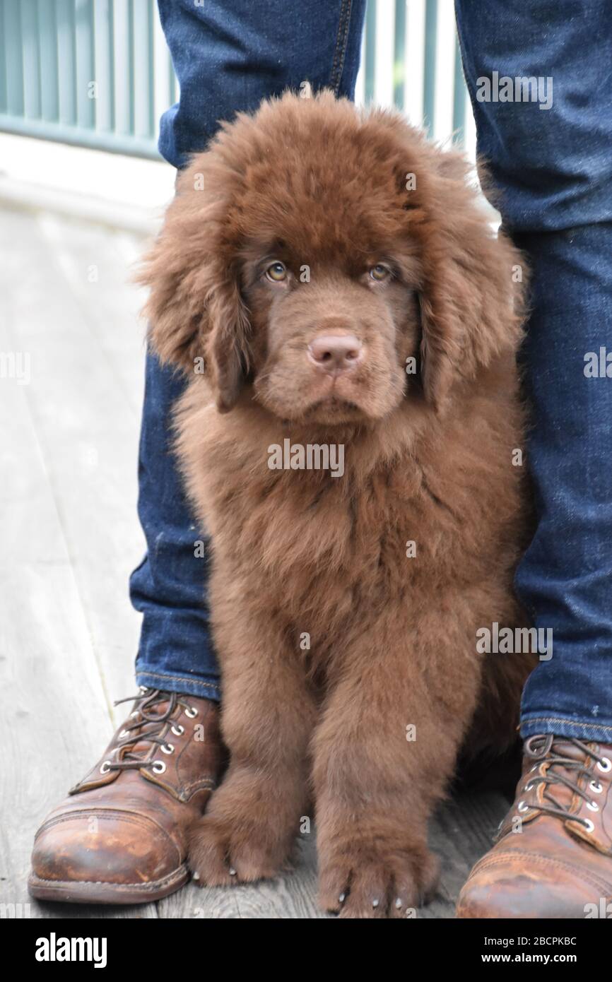 Cute brown Newfoundland puppy dog sitting between feet Stock Photo - Alamy