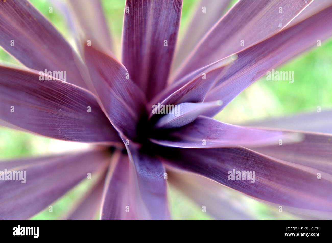 Pointy palm leaf hi-res stock photography and images - Alamy