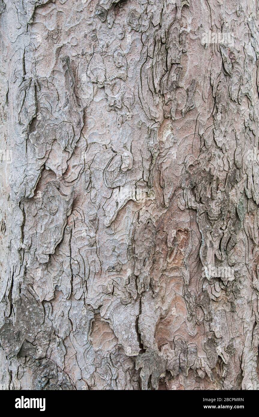 Tree Bark - Texture - Abstract Stock Photo - Alamy