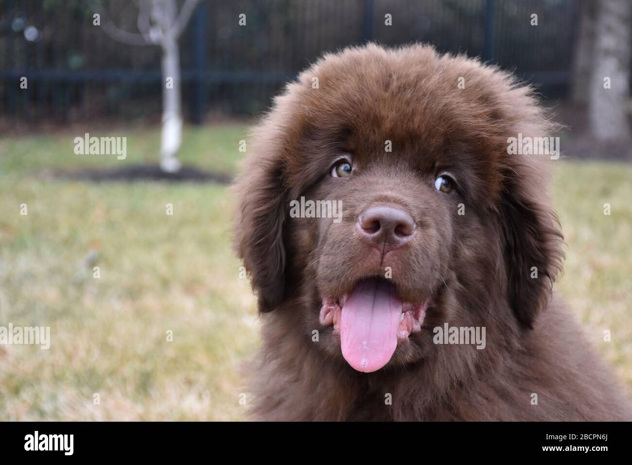 Adorable clueless young Newfie pup with tongue out Stock Photo - Alamy