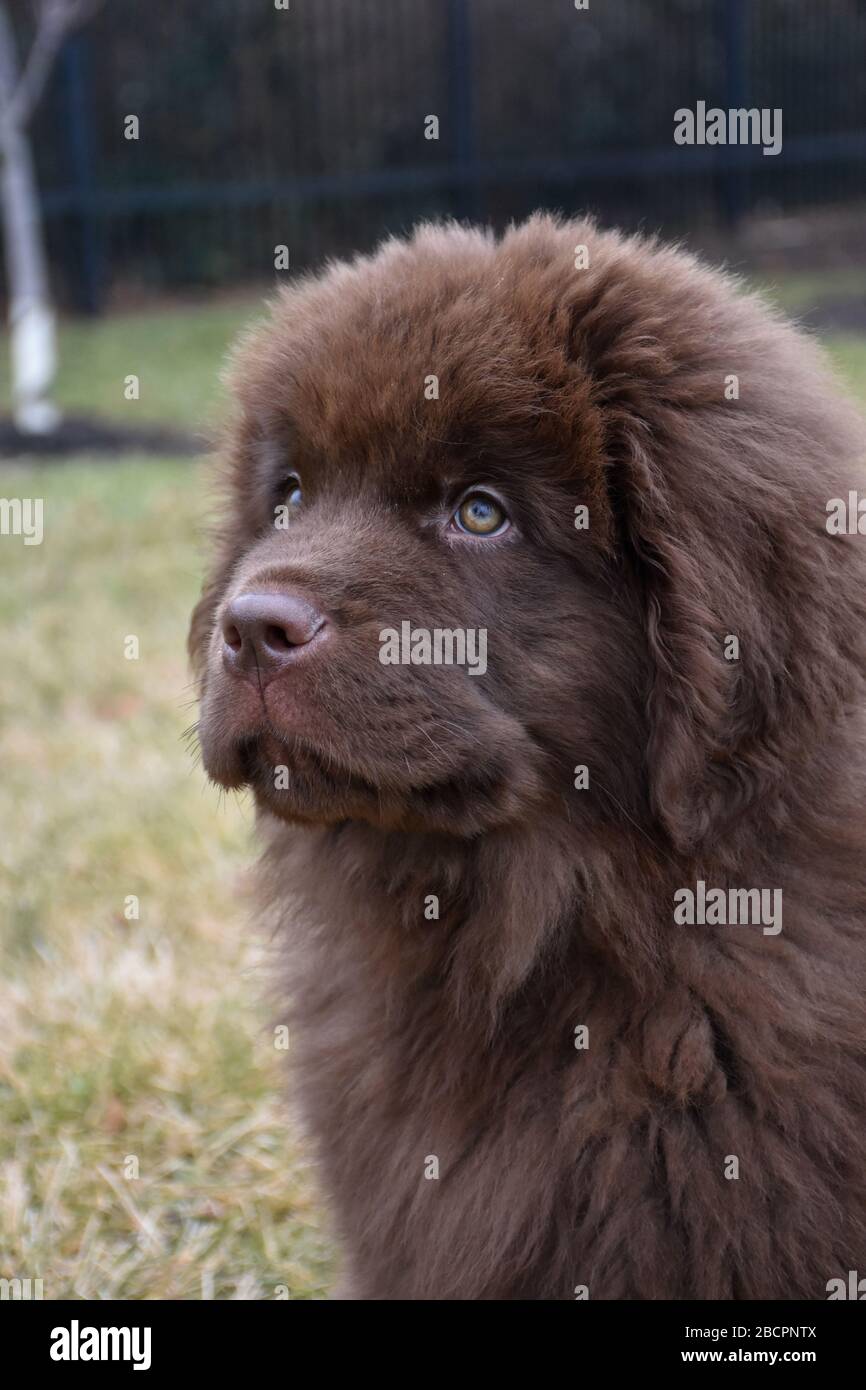 Really stunning profile of a chocolate brown Newfie pup Stock Photo - Alamy