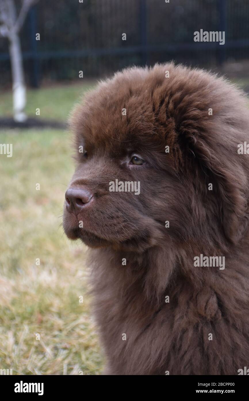 Young brown Newfie puppy dog with his eyes drooping Stock Photo - Alamy