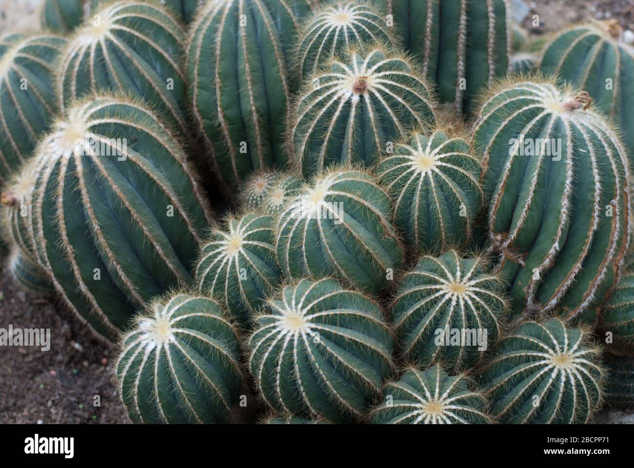 Cacti Cactus Spines Detail at Royal Botanic Gardens Kew Gardens ...