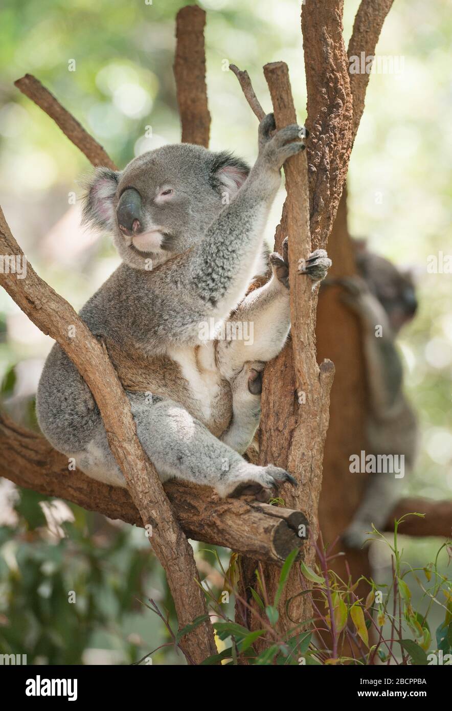Koala hanging in tree hi-res stock photography and images - Alamy