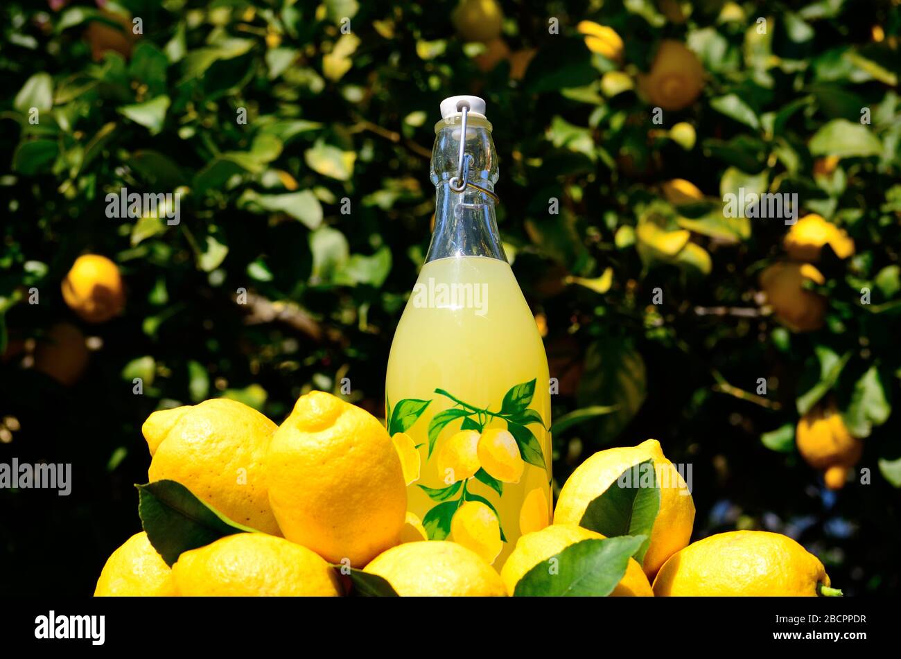 Lemonade bottle with lemons and lemon tree background Stock Photo - Alamy