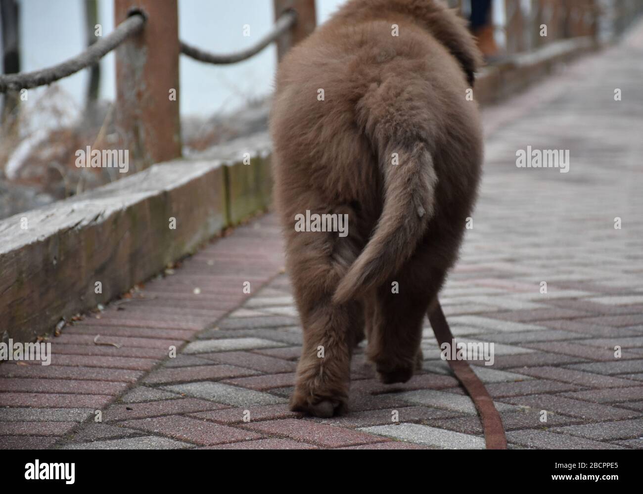 The backside of a chocolate brown Newfie puppy walking away Stock Photo ...