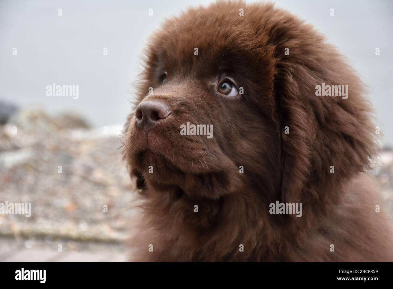 A look into the curious face of a Newfie pup Stock Photo - Alamy