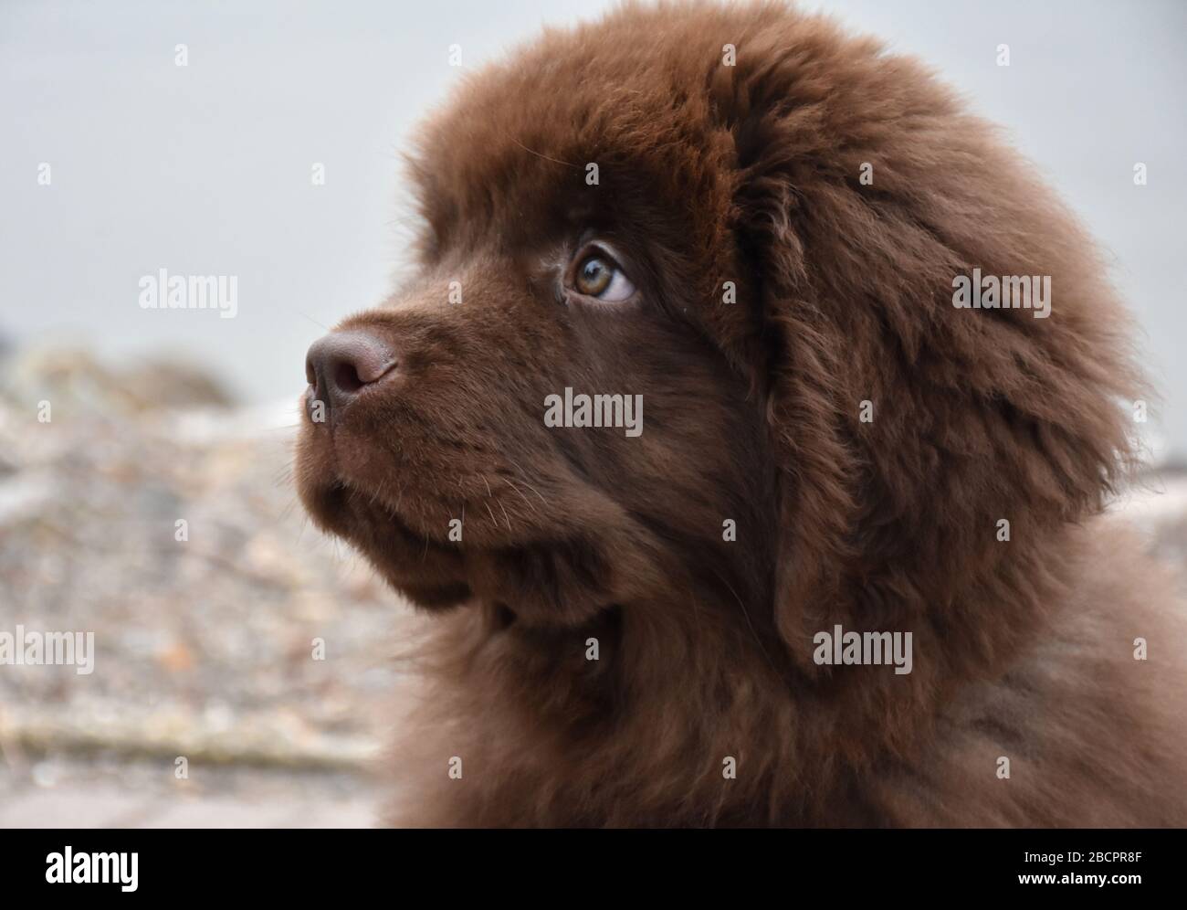 Side view of a young Newfoundland puppy dog's face Stock Photo - Alamy