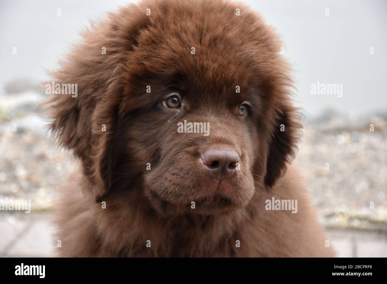 Direct look into the sweet face of a Newfoundland puppy dog Stock Photo ...
