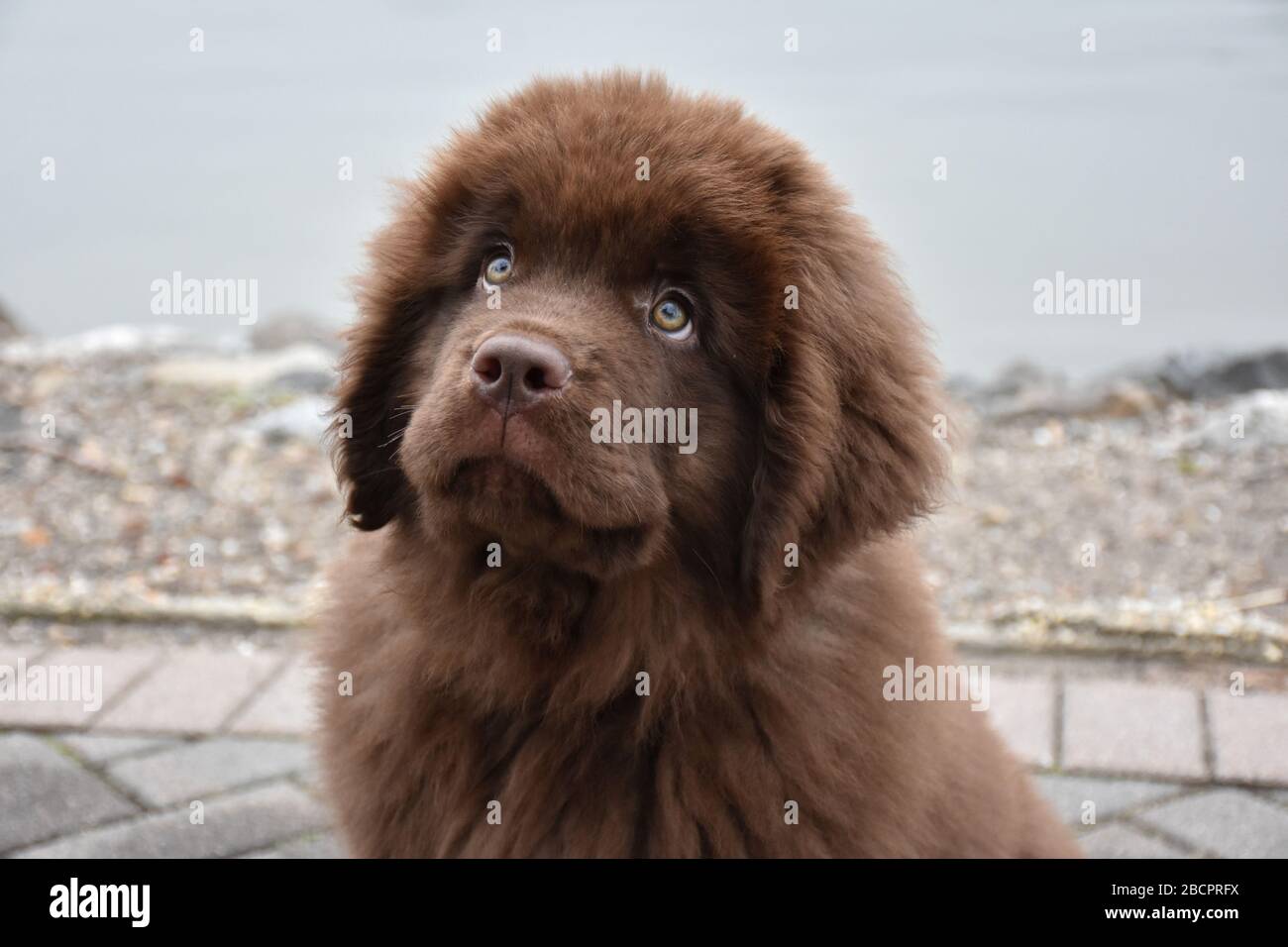 Cute brown Newfie puppy dog looking up Stock Photo - Alamy