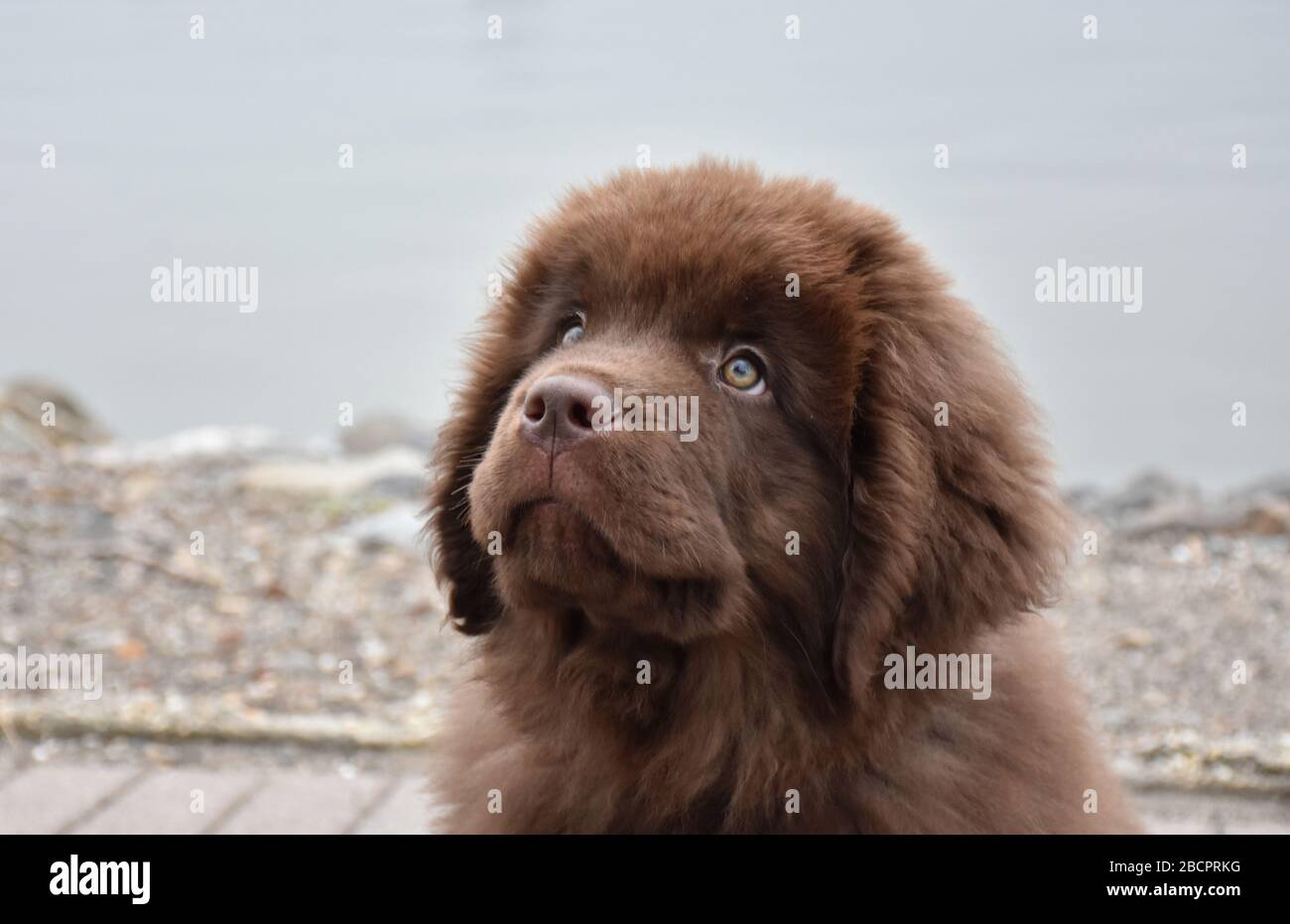 Hazel eyes large breed dog hi-res stock photography and images - Alamy