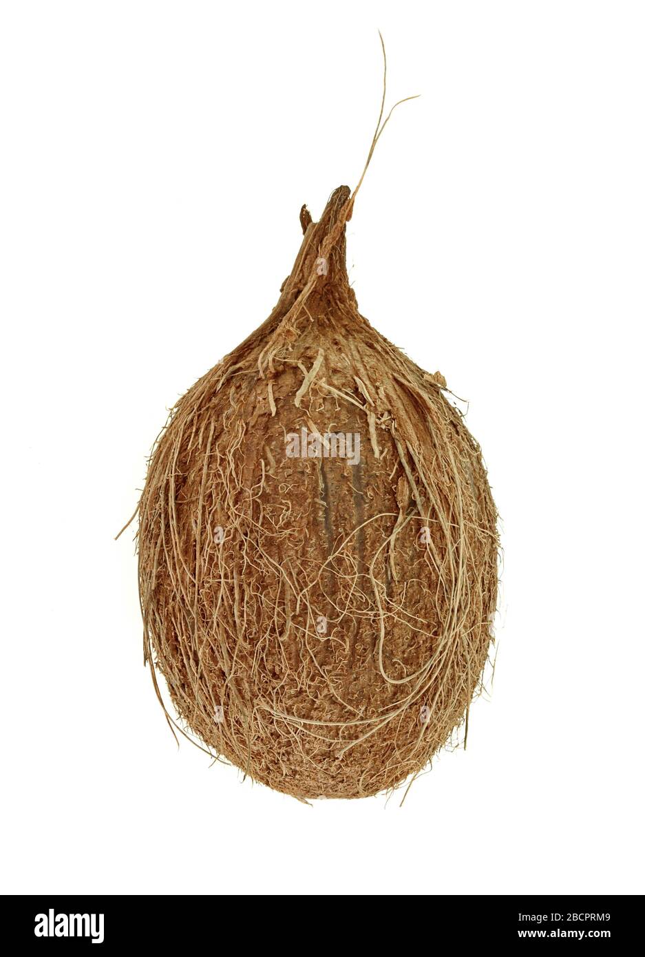 Single whole coconut isolated over the white background Stock Photo - Alamy