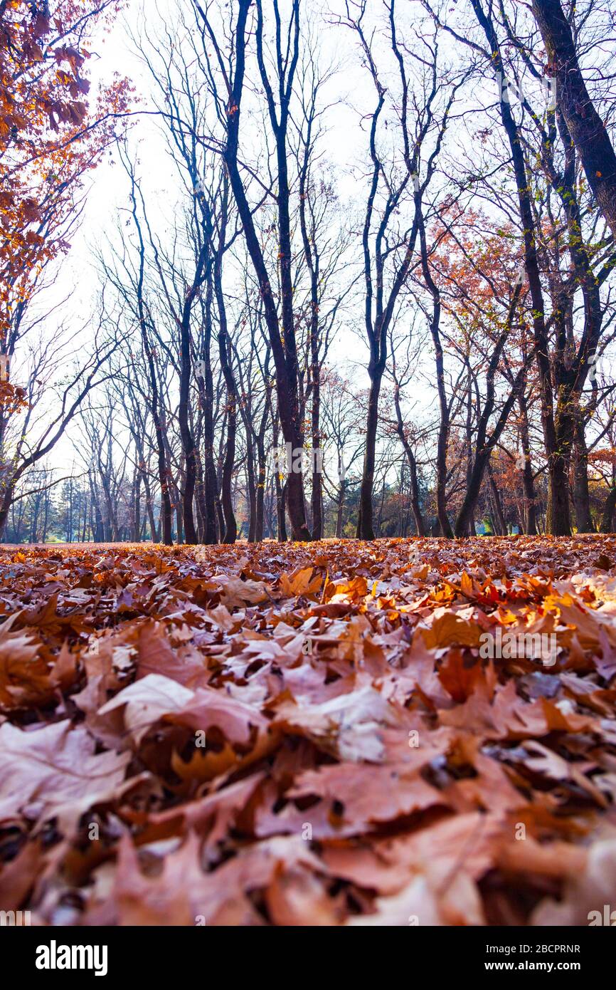 Beautiful autumn park. Beautiful fall landscape Stock Photo - Alamy