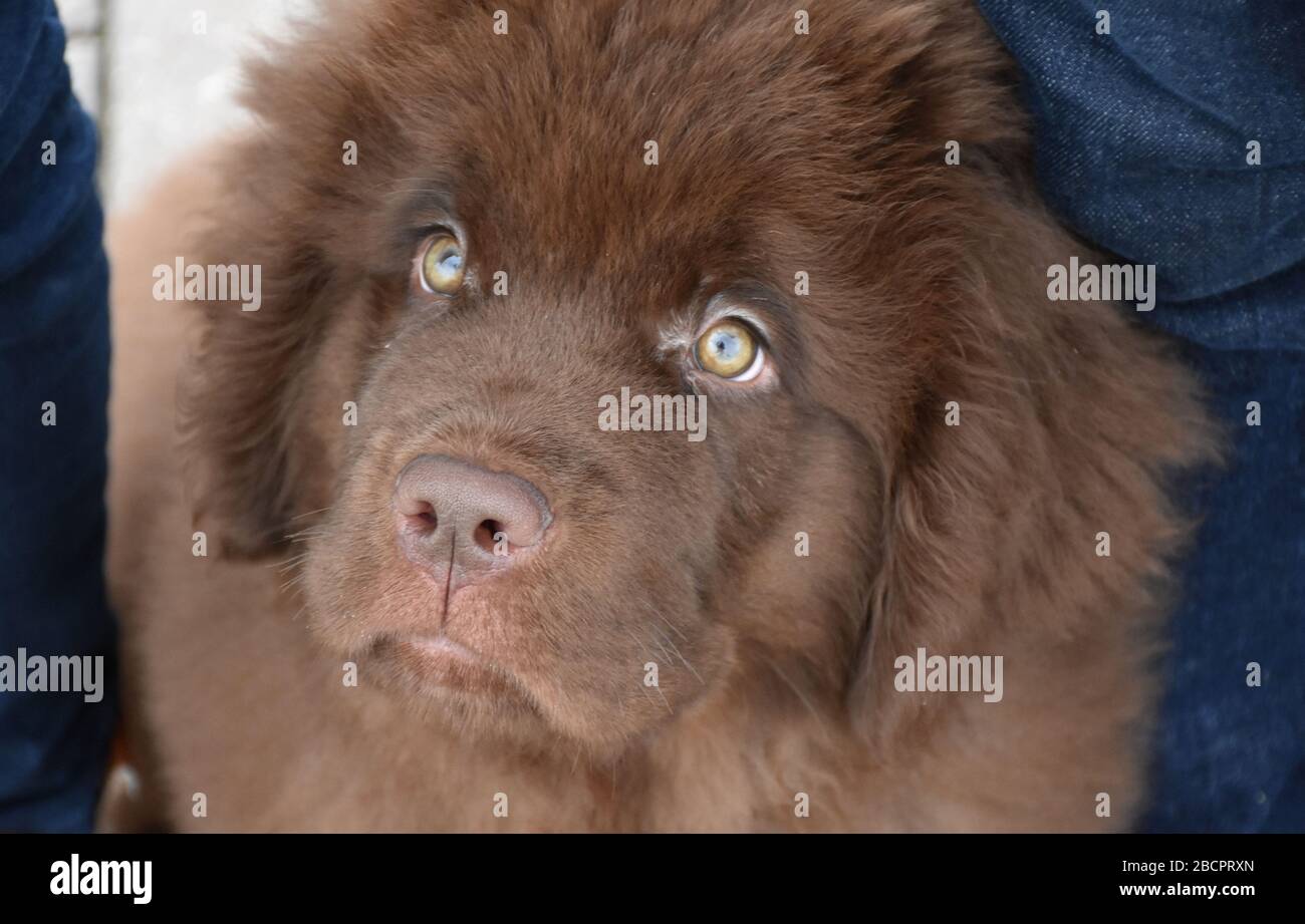 Dog newfoundland brown close up hi-res stock photography and images - Alamy