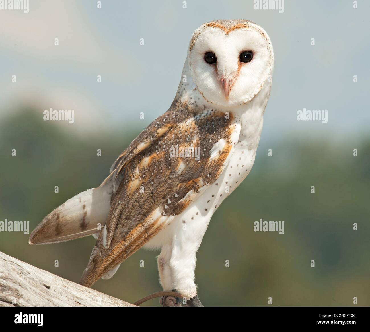 Owl High Resolution Stock Photography and Images - Alamy
