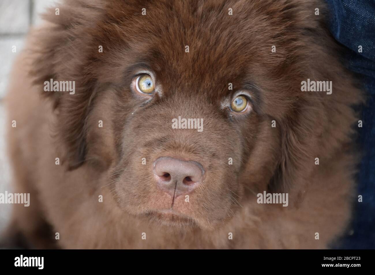 Close up look into the face of a Newfie puppy dog Stock Photo - Alamy
