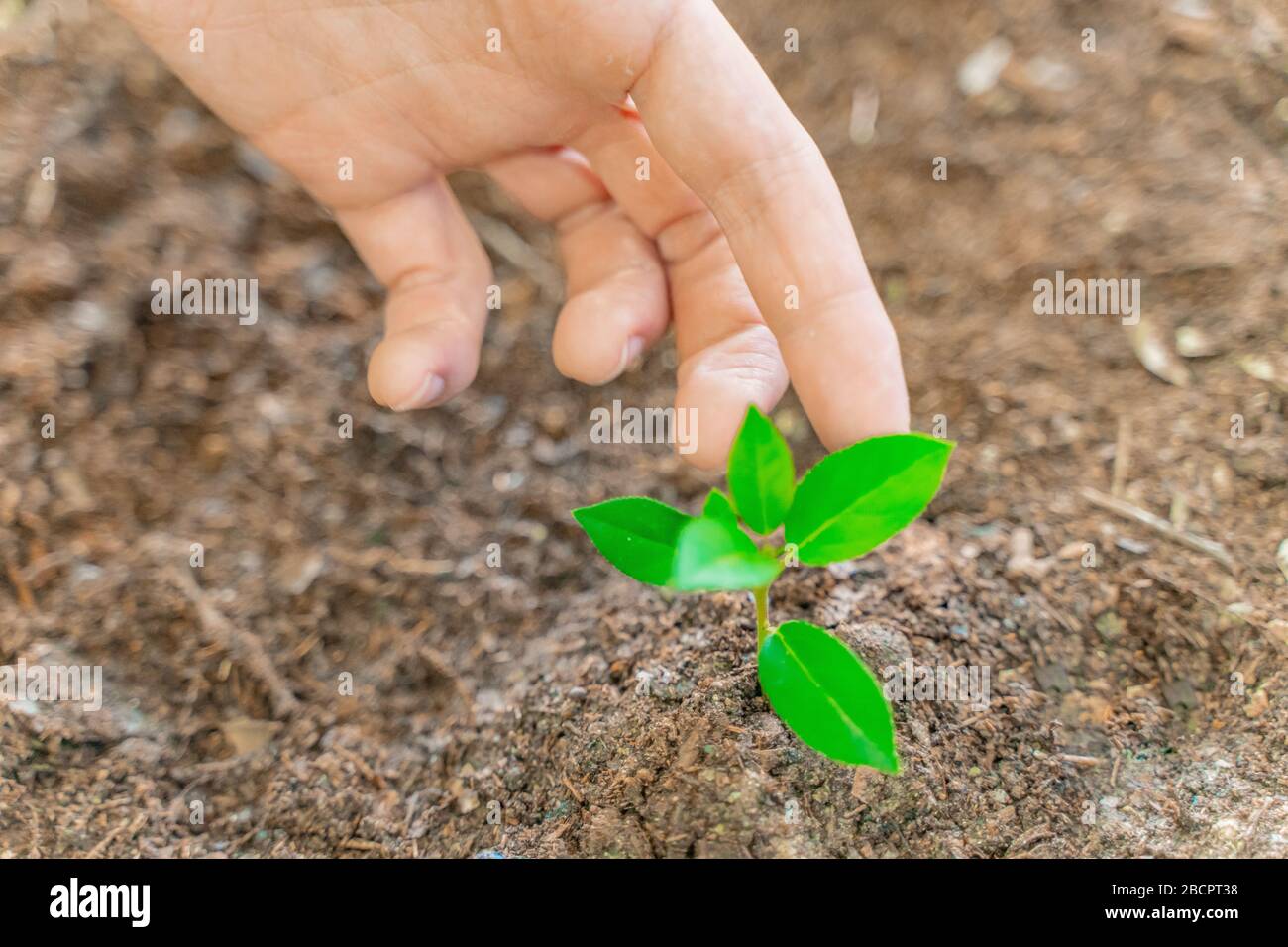 Hands holding young plant on blur nature background with sunlight. Eco ...