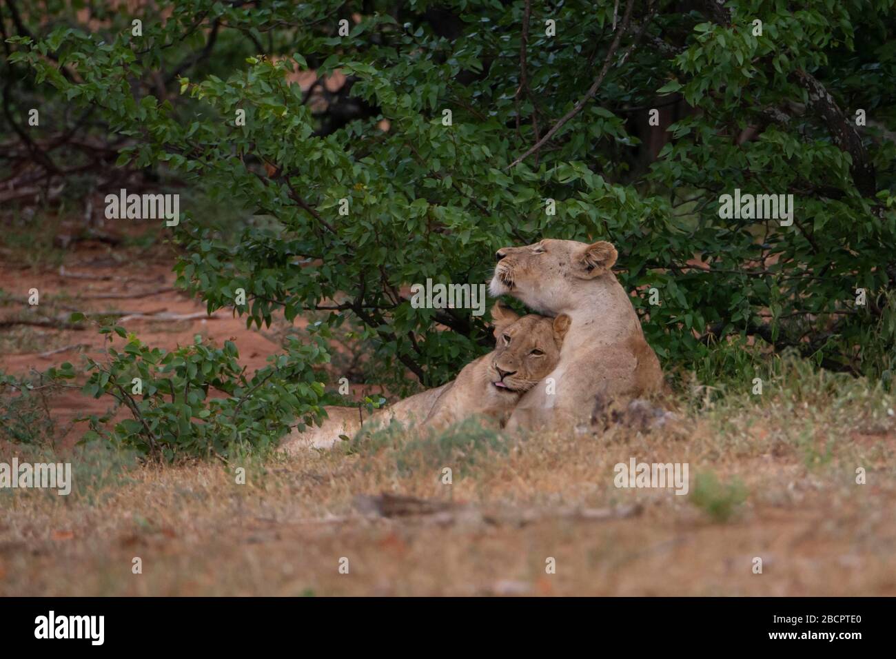 Two female lions resting together on a cute way Stock Photo - Alamy