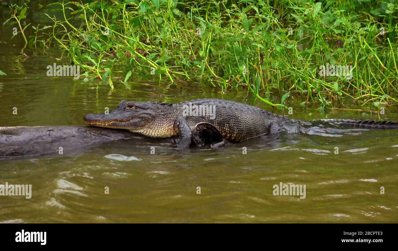 Wild animals in the swamp - an alligator lying on a trunk - travel ...