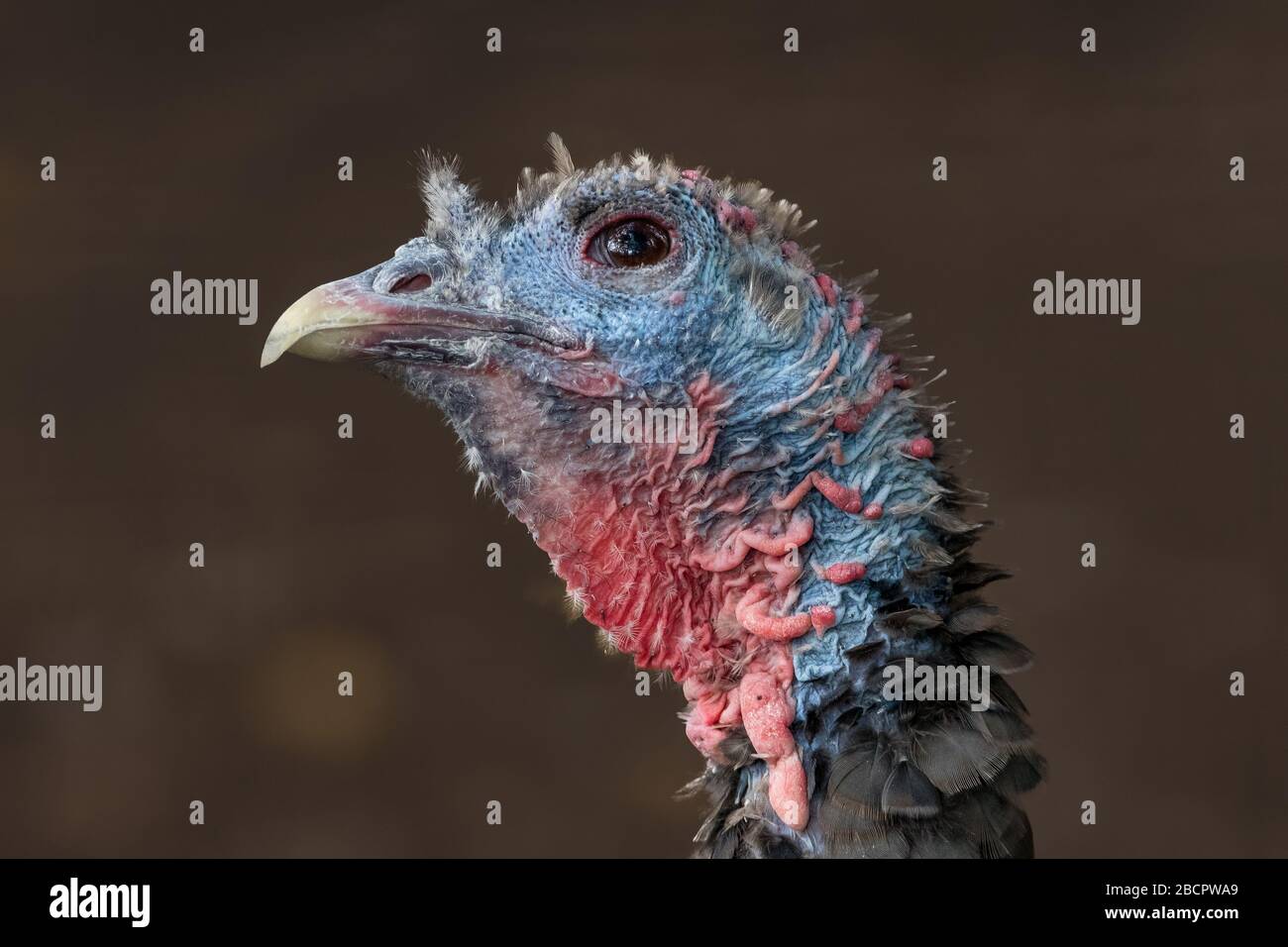 Close up head ugly turkey hi-res stock photography and images - Alamy