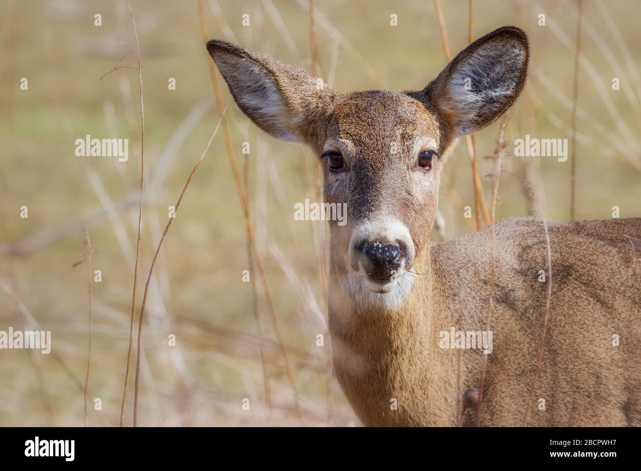 Close up deer hi-res stock photography and images - Alamy