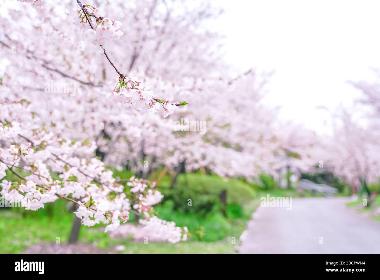 Cherry blossoms are in full bloom in spring Stock Photo - Alamy