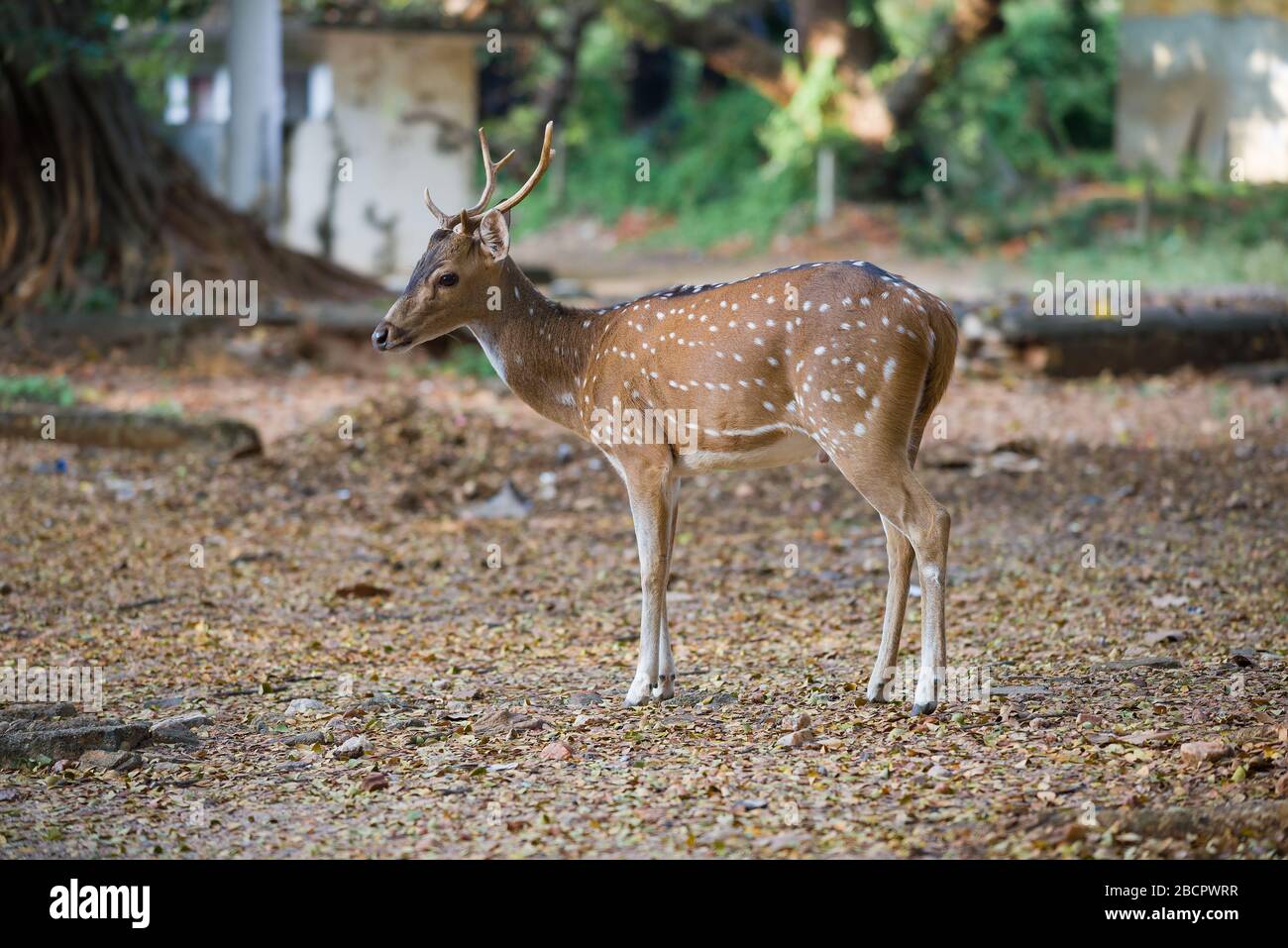 One of the wild spotted deer, living in Fort Frederick, a close-up ...