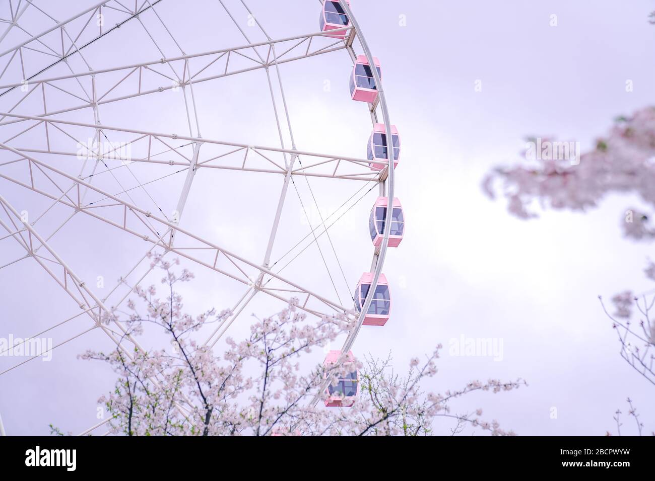 Cherry blossoms are in full bloom in spring，the pink Ferris wheel ...