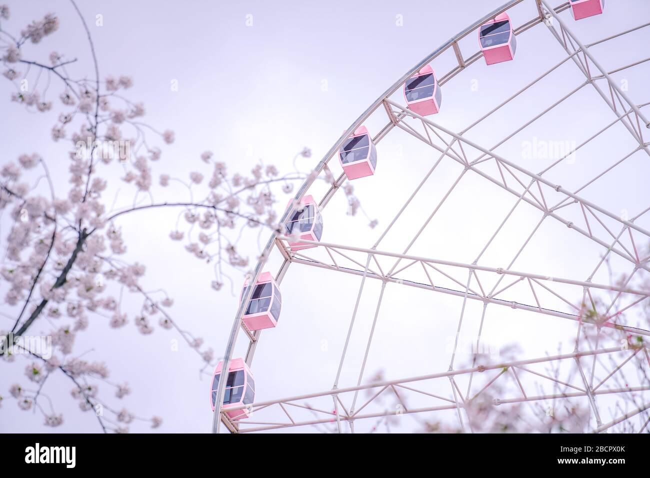 Cherry blossoms are in full bloom in spring，the pink Ferris wheel ...