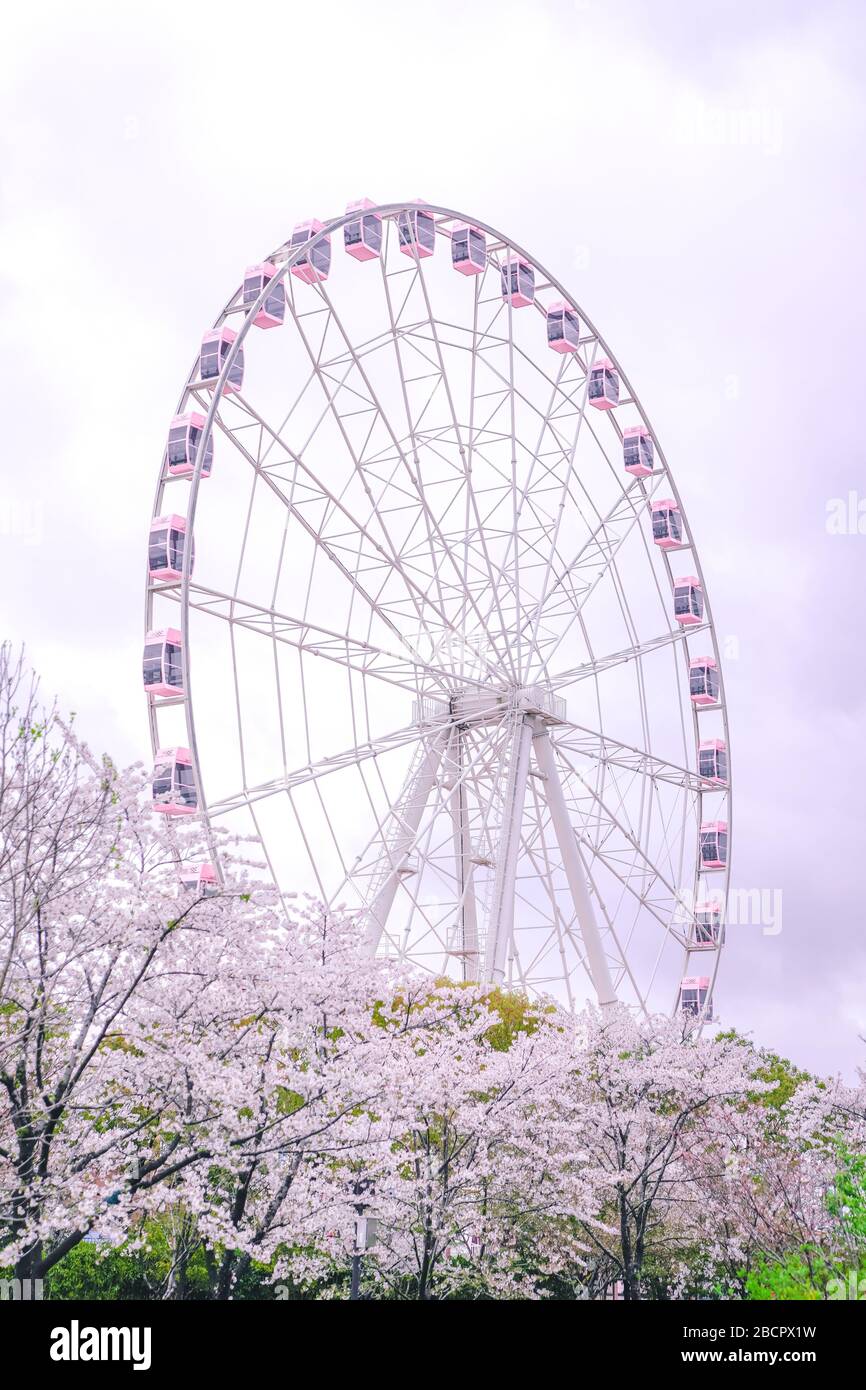 Cherry blossoms are in full bloom in spring，the pink Ferris wheel ...
