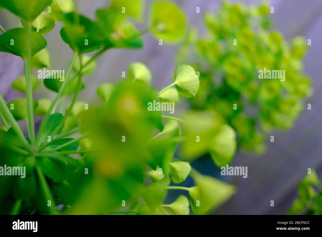 Euphorbium hi-res stock photography and images - Alamy