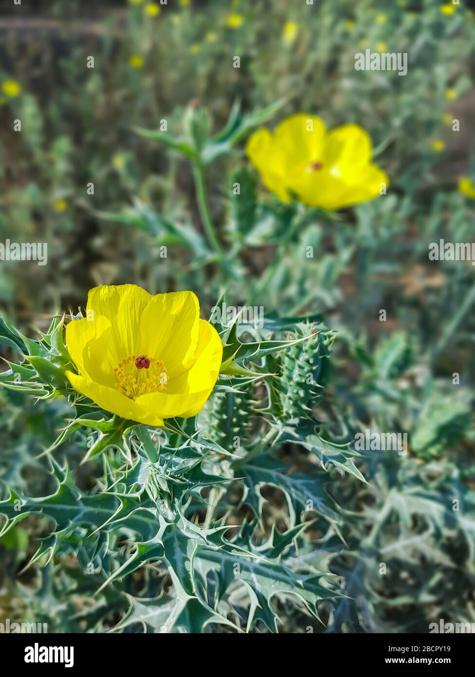 Mexican prickly poppy hi-res stock photography and images - Alamy