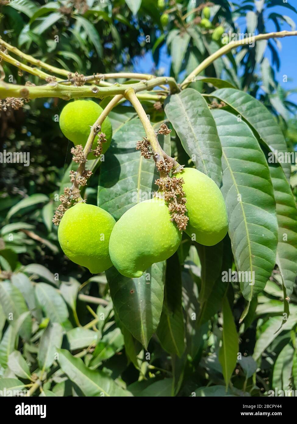 These fresh and little raw mango are blessings in hot indian summer ...