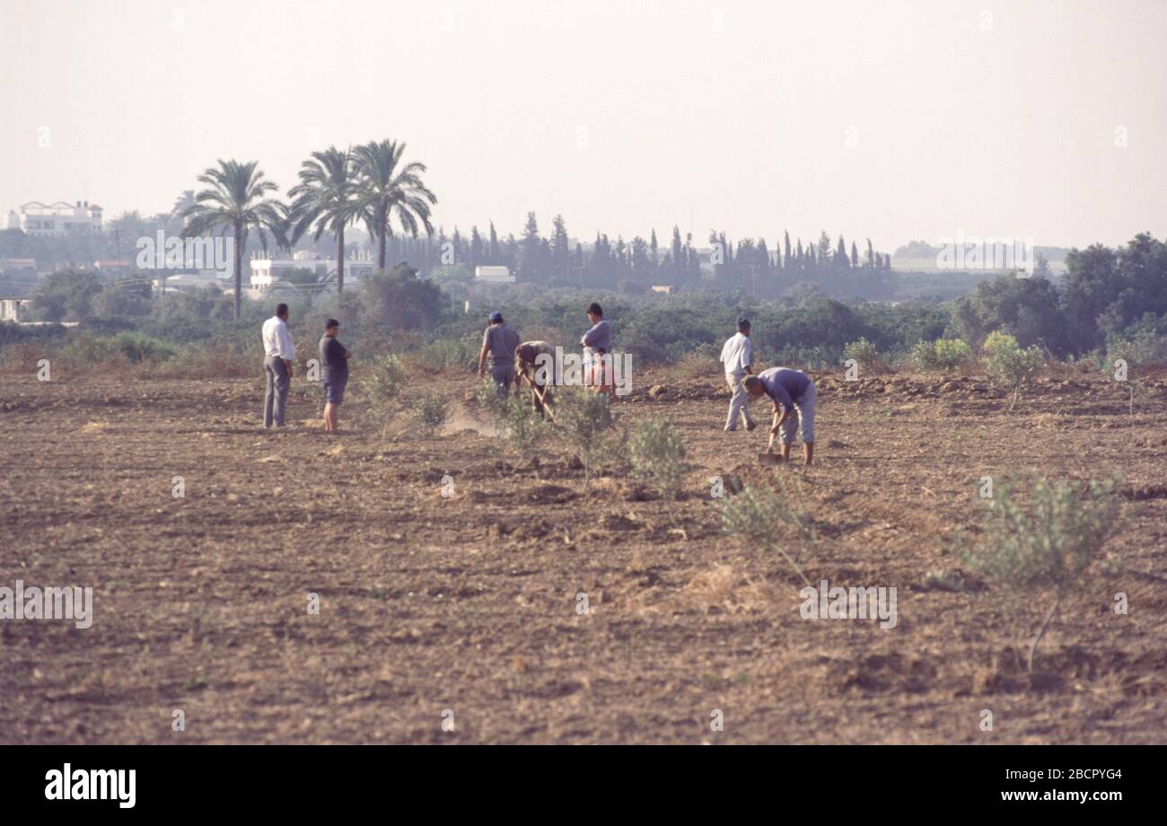 Food crops in middle east hi-res stock photography and images - Alamy