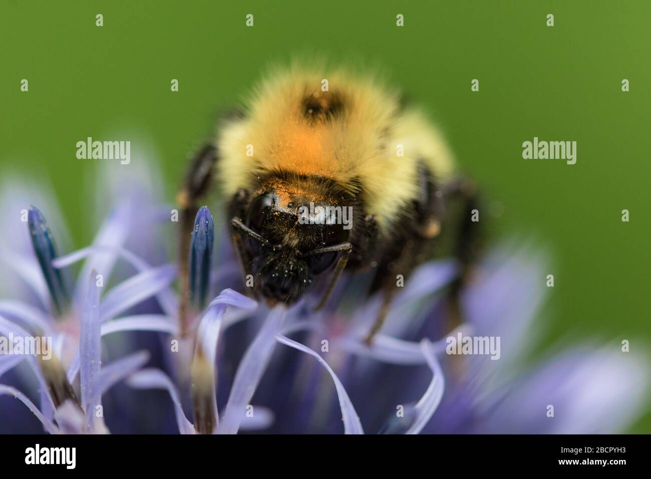 Bumble bee three ocelli and two eyes macro photo Stock Photo - Alamy