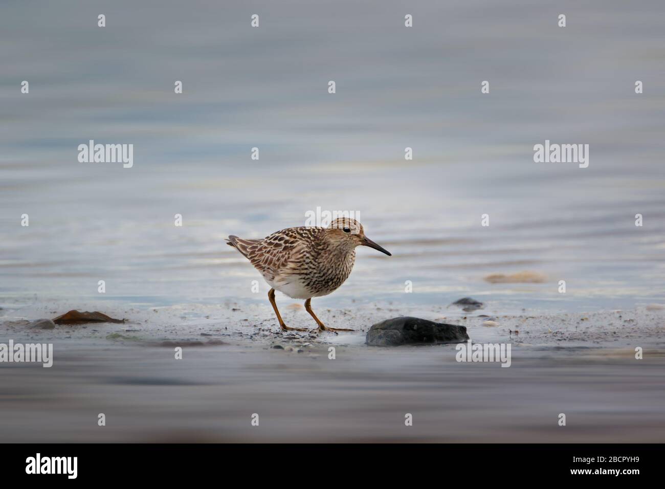 Close up of Pectoral Sandpiper on the beach Stock Photo - Alamy