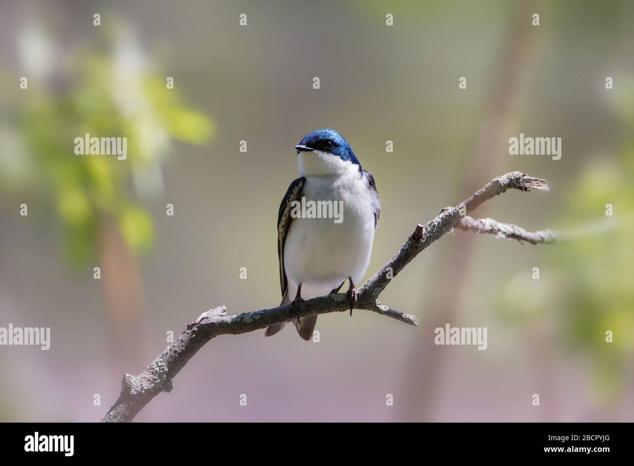 Blue bird on white hi-res stock photography and images - Alamy