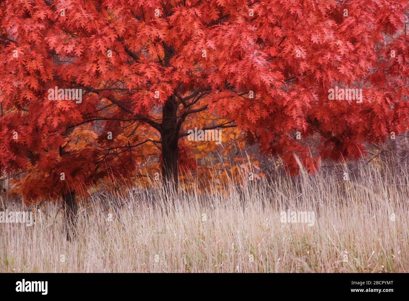 Red oak tree canada hi-res stock photography and images - Alamy