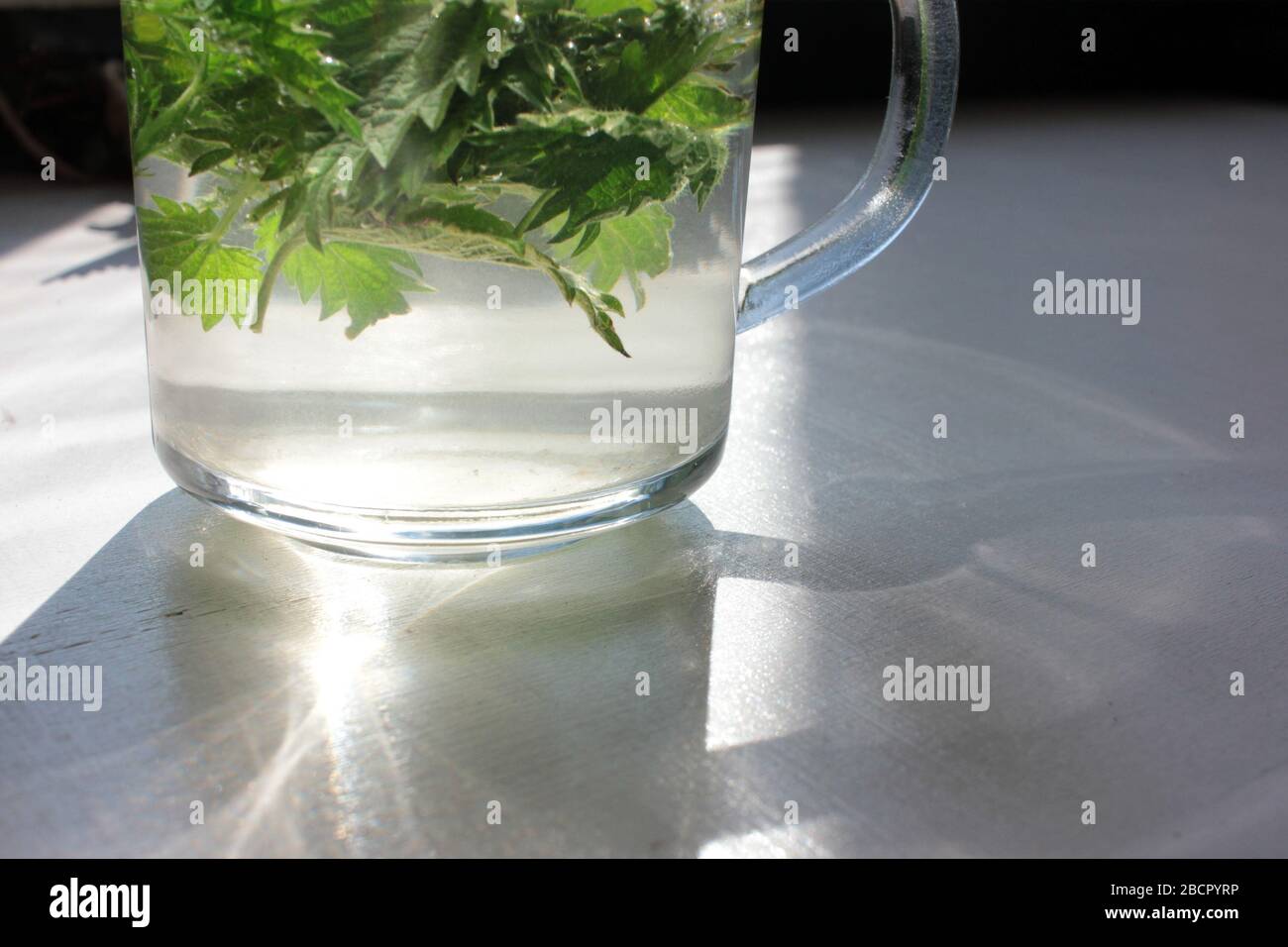 Fresh herbal tea made from leaves and roots of the stinging nettle ...