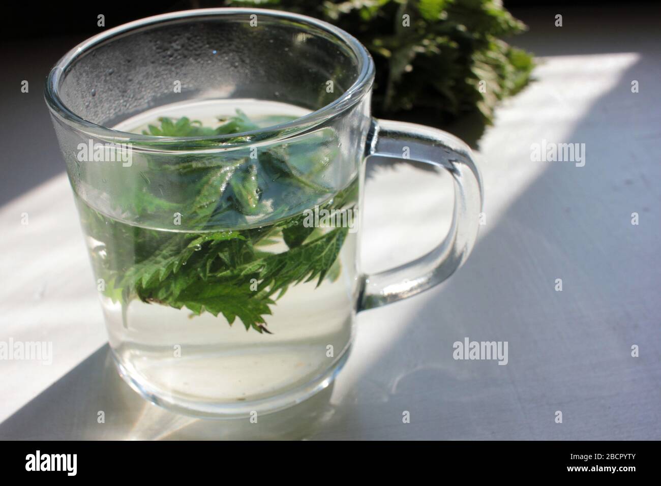 Fresh herbal tea made from leaves and roots of the stinging nettle ...