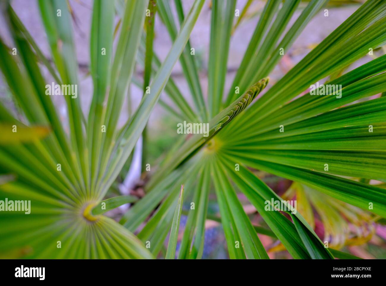 Trachycarpus Fortunei palm tree detail Stock Photo - Alamy